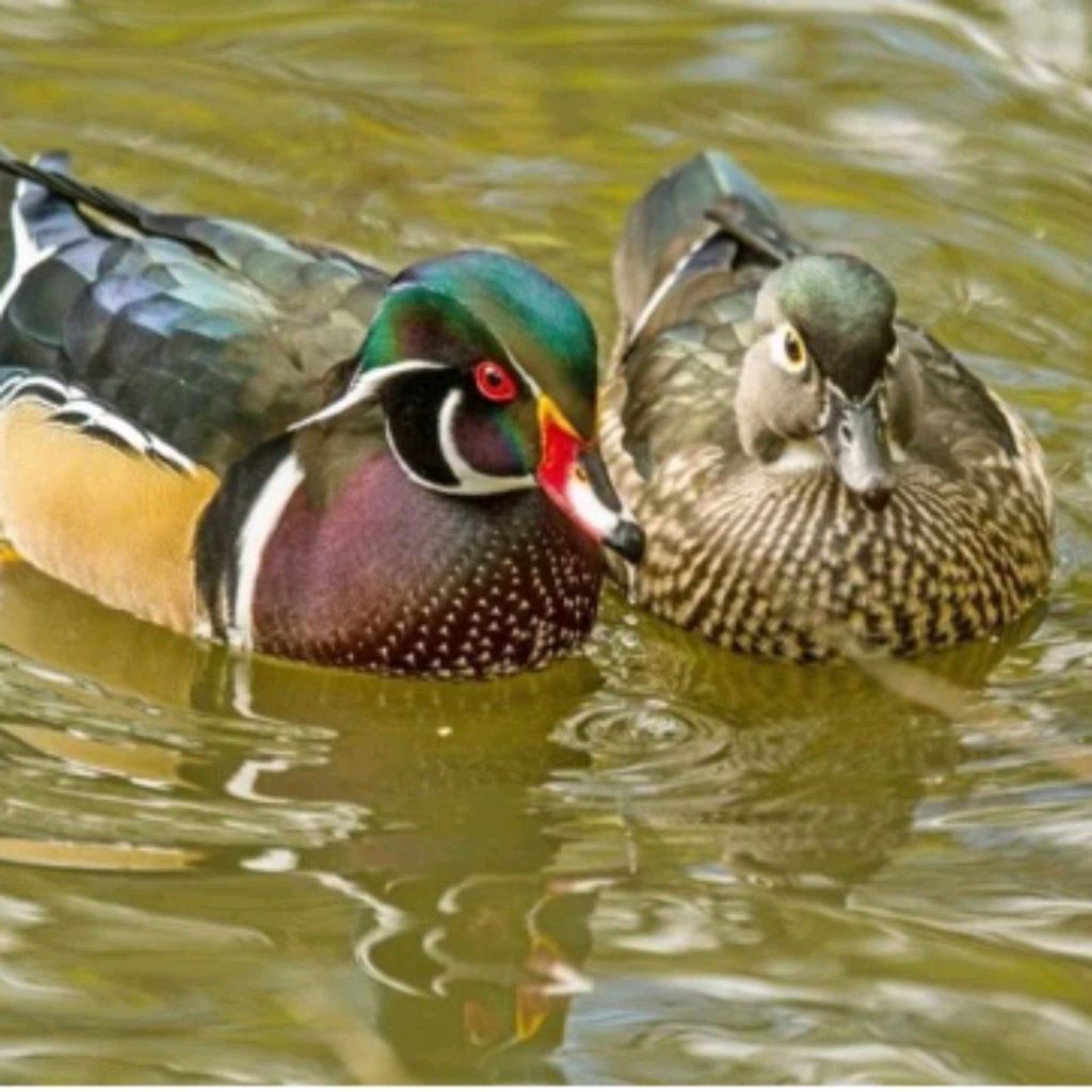 Иконка канала СаШОлЯ