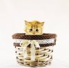 Иконка канала Cat House