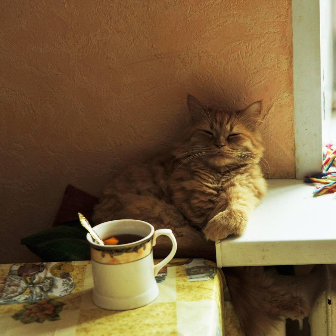 Иконка канала Тимофей Фомичев