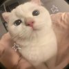 Иконка канала 💫Бумажный котоВАН💫
