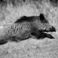 Иконка канала Гитарный Кабанчик