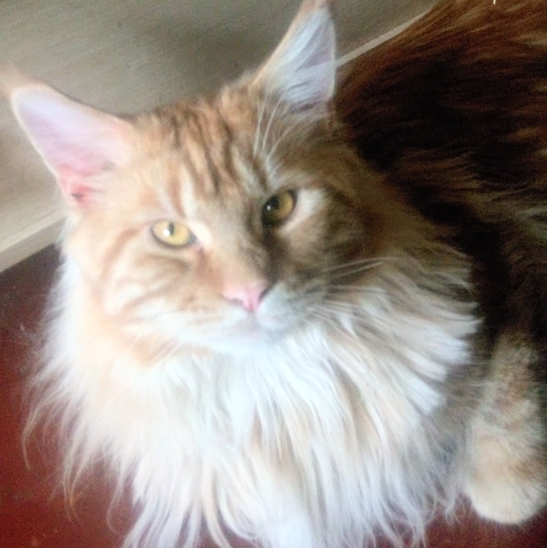 Иконка канала Кошки на Ладошке