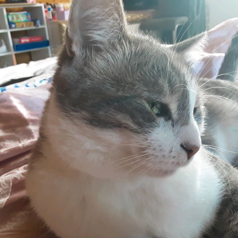 Иконка канала Тока Киса