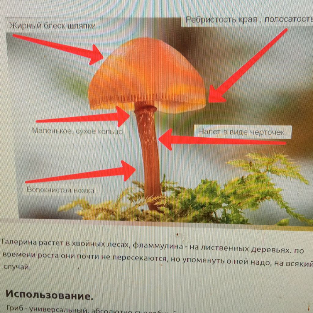 Иконка канала GlavKrol