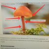 Иконка канала GlavKrol