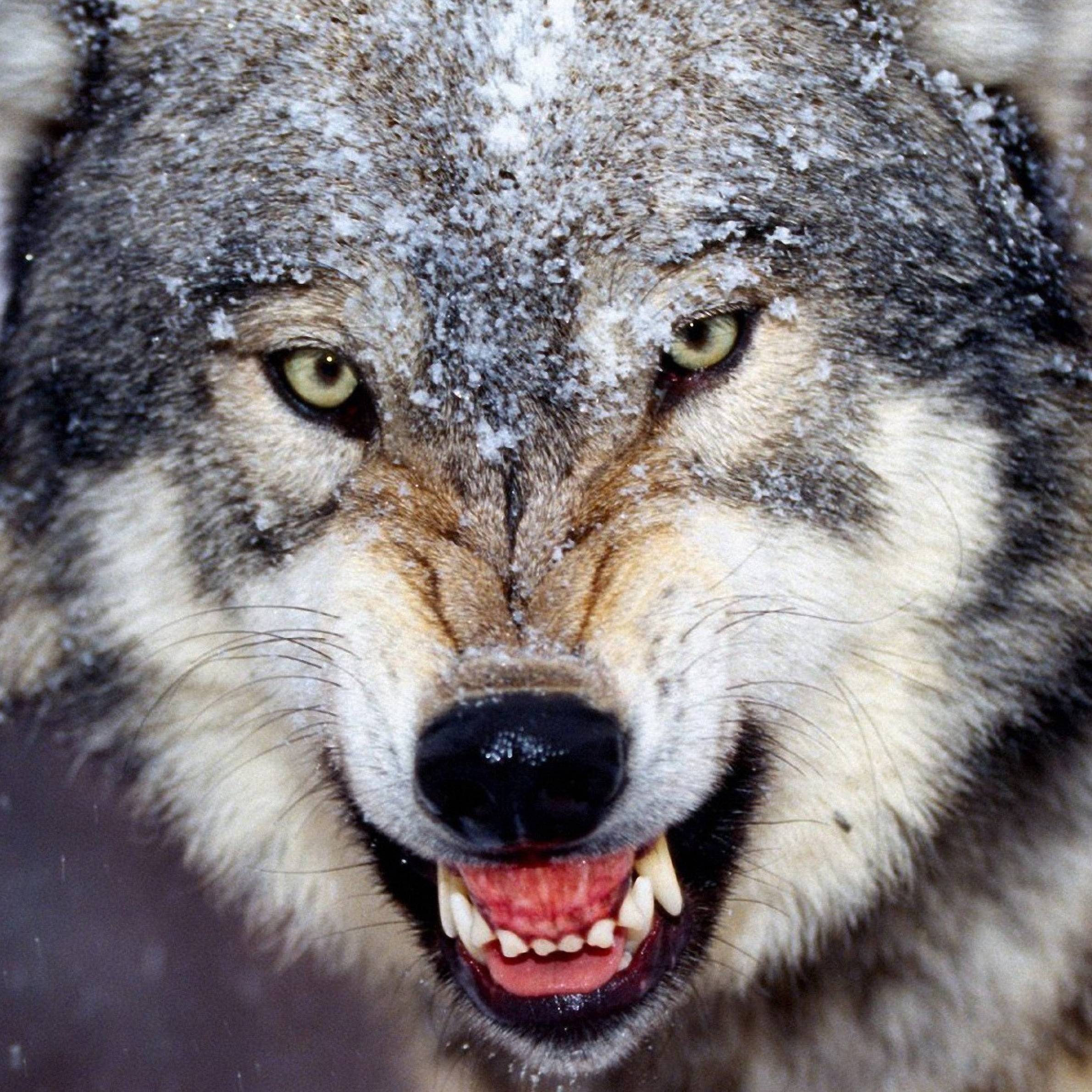 Иконка канала wolf525@