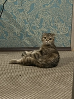 Иконка канала Тринити