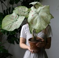 Иконка канала Жизнь зеленых - комнатные растения