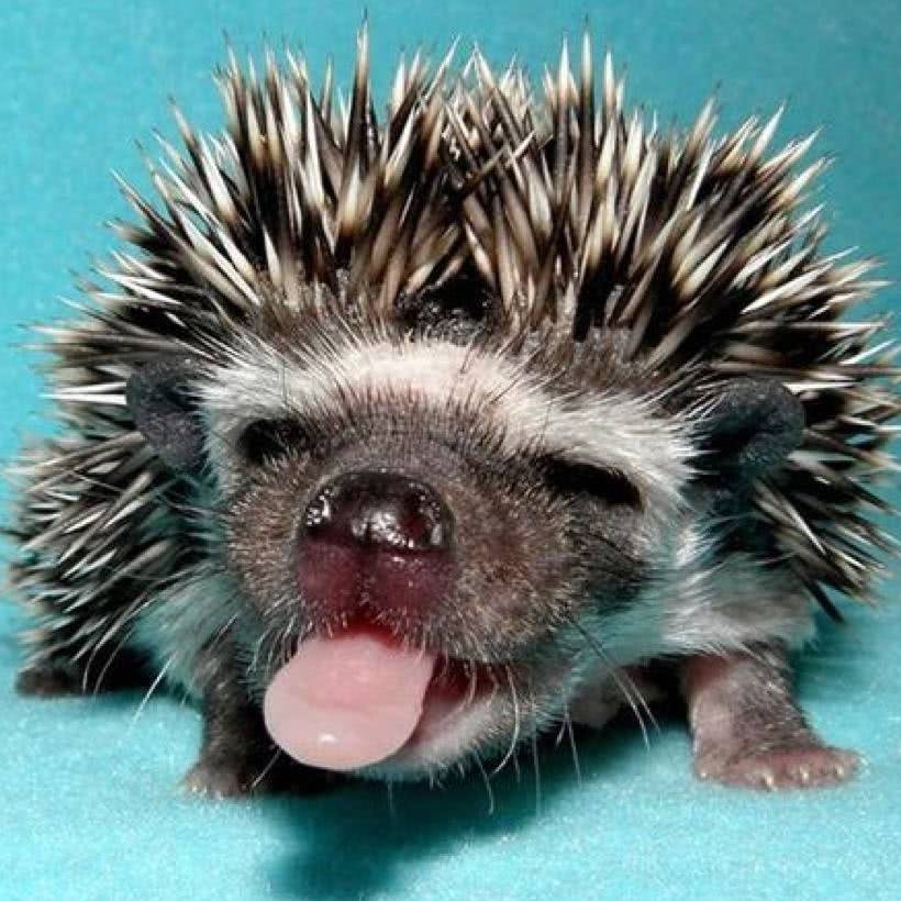 Иконка канала Ежики