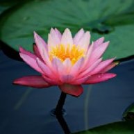 Иконка канала Lotos