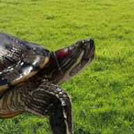 Иконка канала ЧЕРИ TV