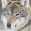 Иконка канала evwolf