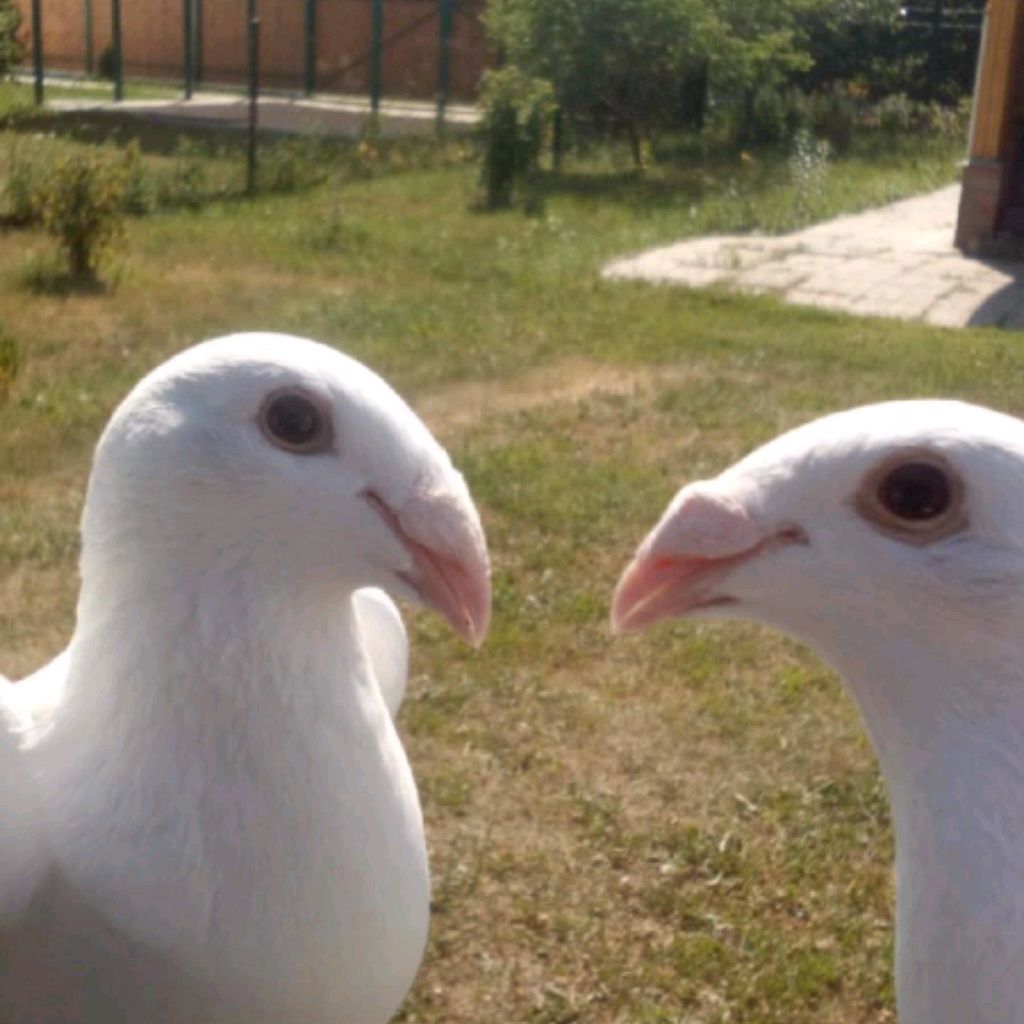 Иконка канала channel24571497 ГОЛУБИ И ДР.