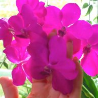 Иконка канала Из жизни Орхидей