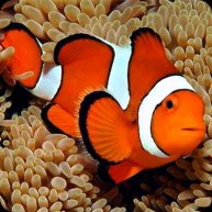 Иконка канала Пруды & Аквариумы