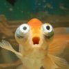 Иконка канала Fish climber