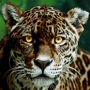 Иконка канала Animals World