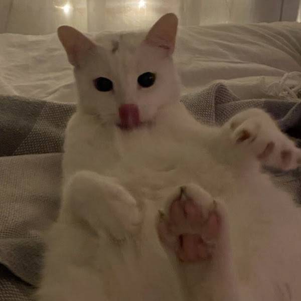 Иконка канала KOTKA PLAY