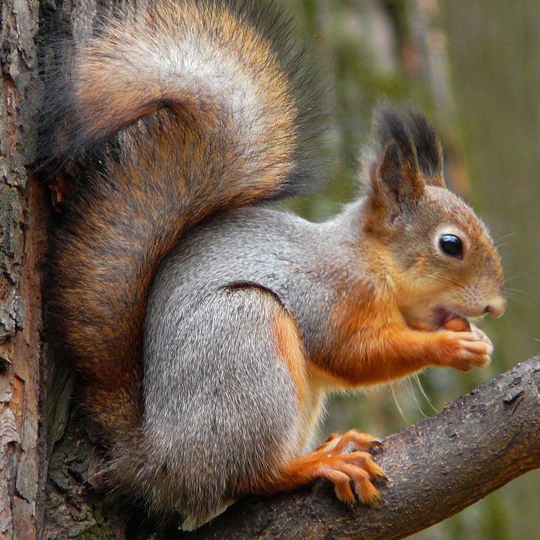 Иконка канала Дикий зоопарк за окном.