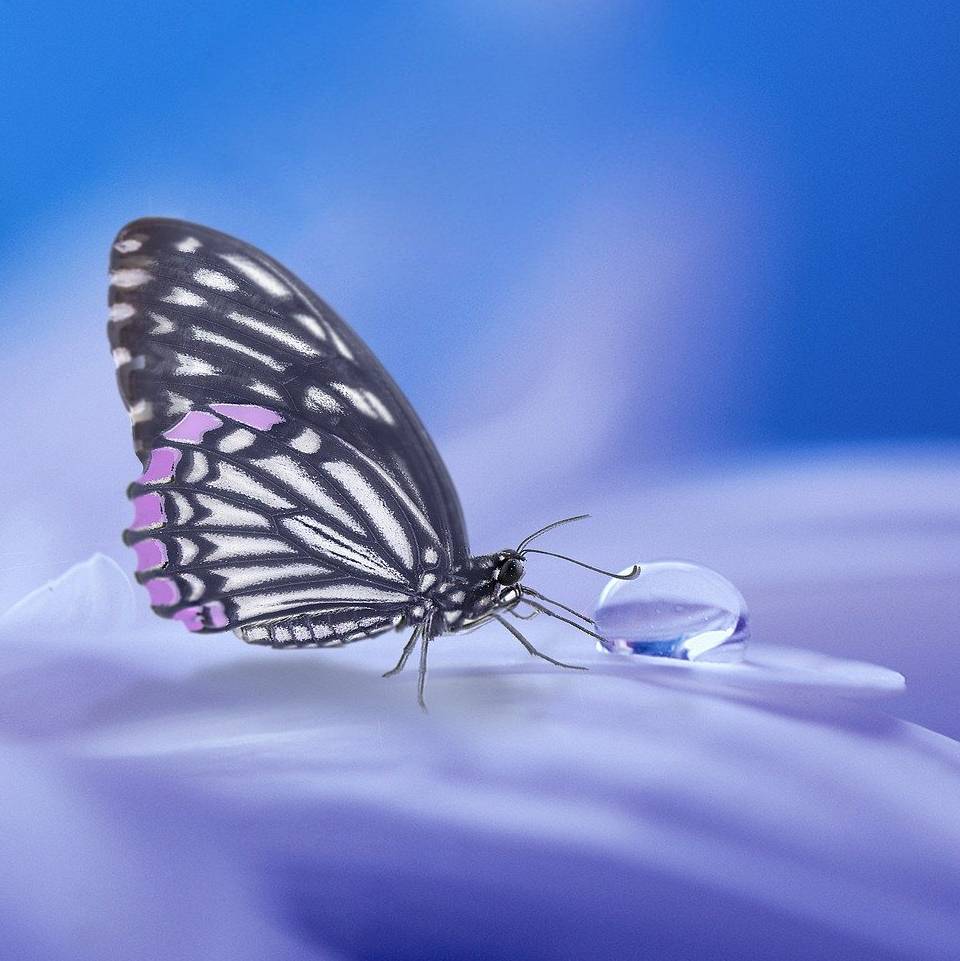 Иконка канала Максим