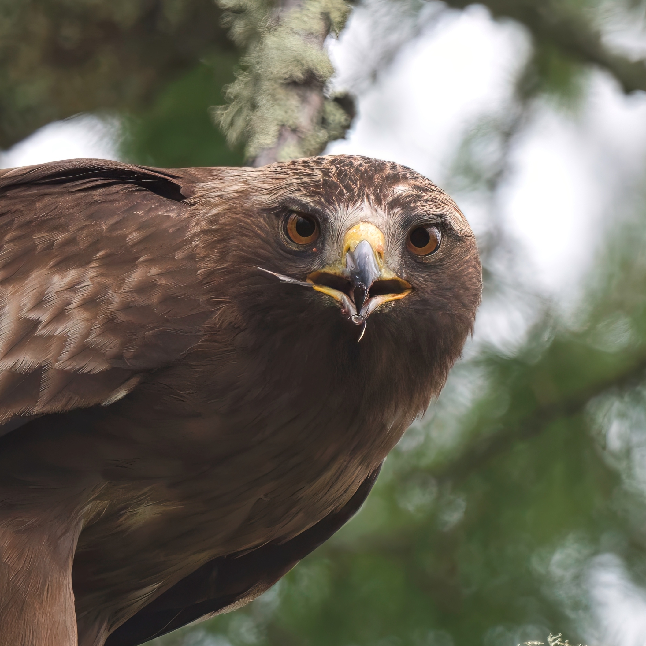 Иконка канала Птицы Байкала