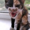 Иконка канала Redcat