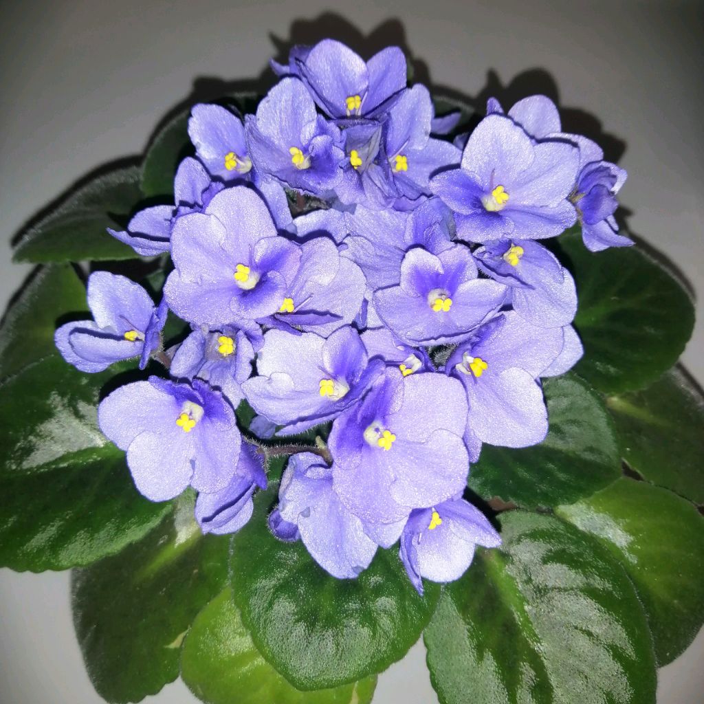 Иконка канала Свет Лана