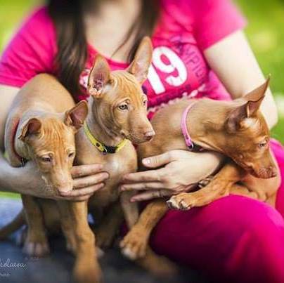 Иконка канала Temple Veles kennel