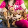 Иконка канала Temple Veles kennel