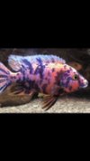 Иконка канала multicolour💥fish💫125