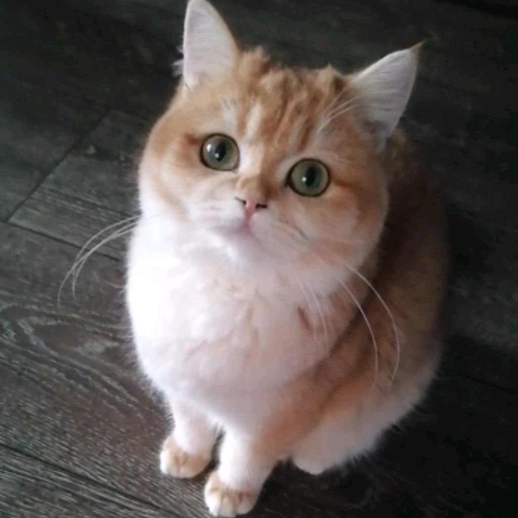 Иконка канала Золотые шиншиллы