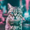 Иконка канала КотВаська34