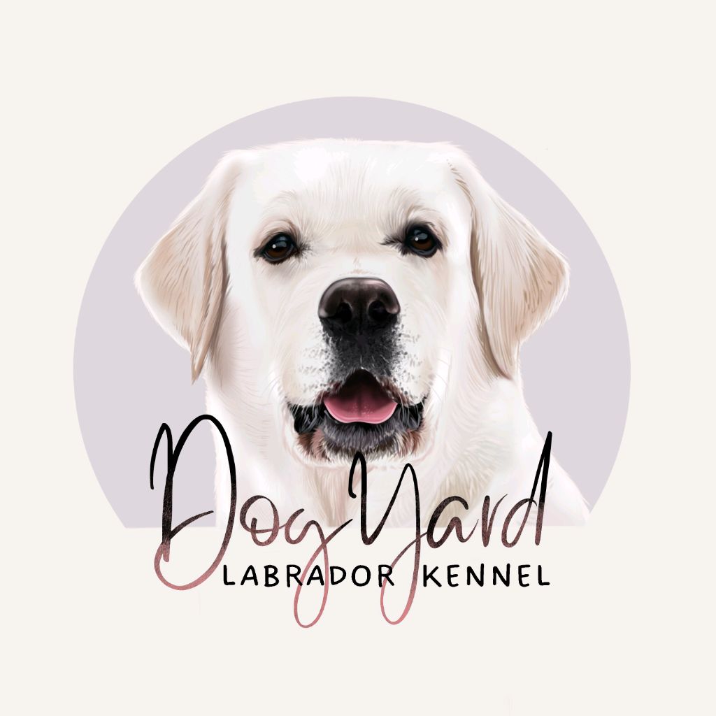 Иконка канала Dog Yard Labradors