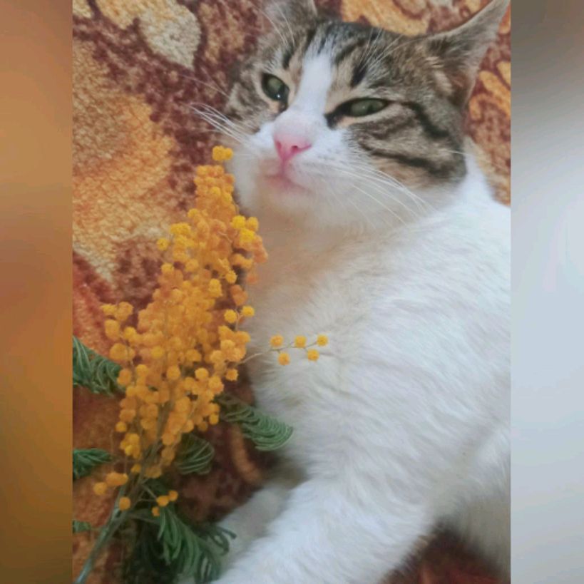 Иконка канала Котострофа