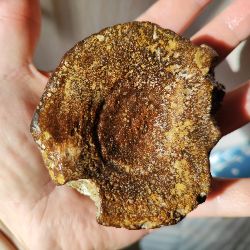 Иконка канала ПалеоДождь