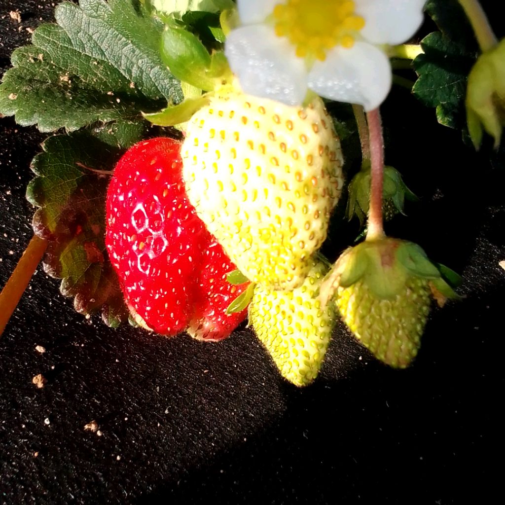 Иконка канала Klubnichniy_Bor