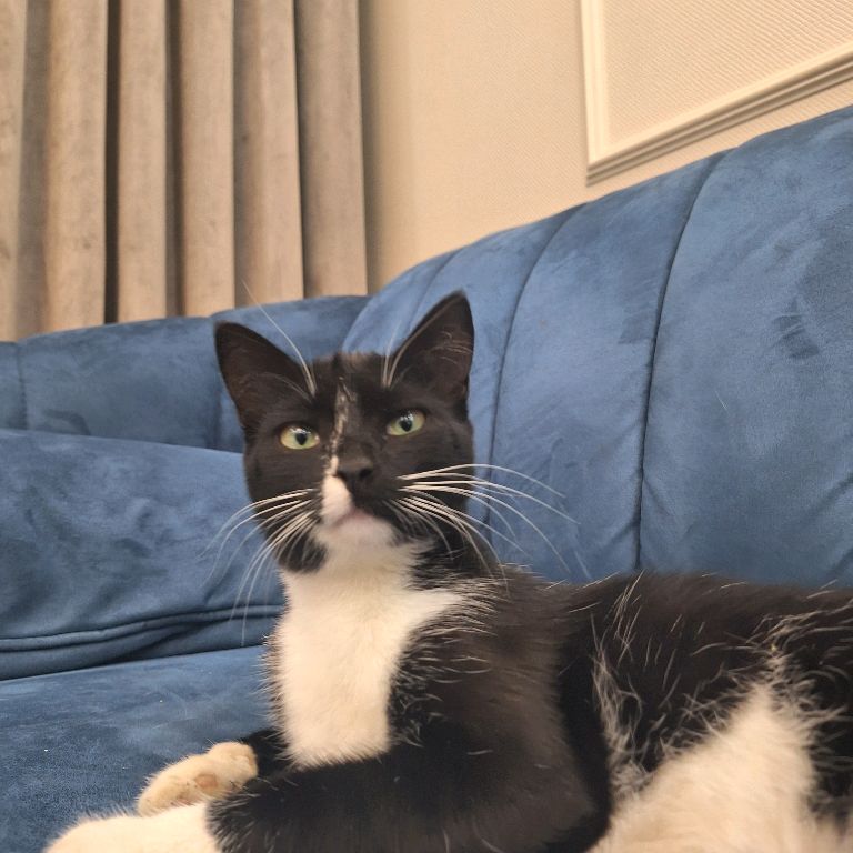 Иконка канала Милый котик