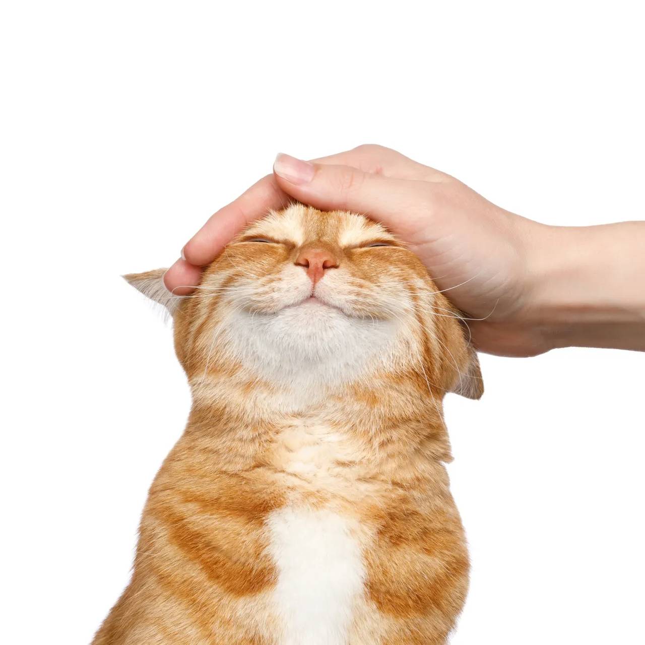 Иконка канала Смешные и Забавные Животные