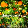 Иконка канала Цитрусовый сад