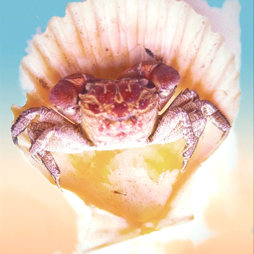 Иконка канала Crabhouse