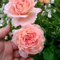 Иконка канала Ирина Ковалева