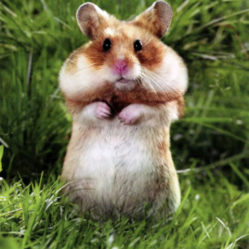 Иконка канала Хомыч