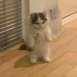 Иконка канала PetsMoments