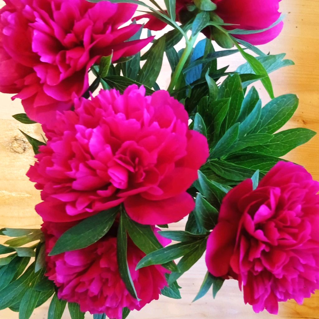 Иконка канала Полуогородник