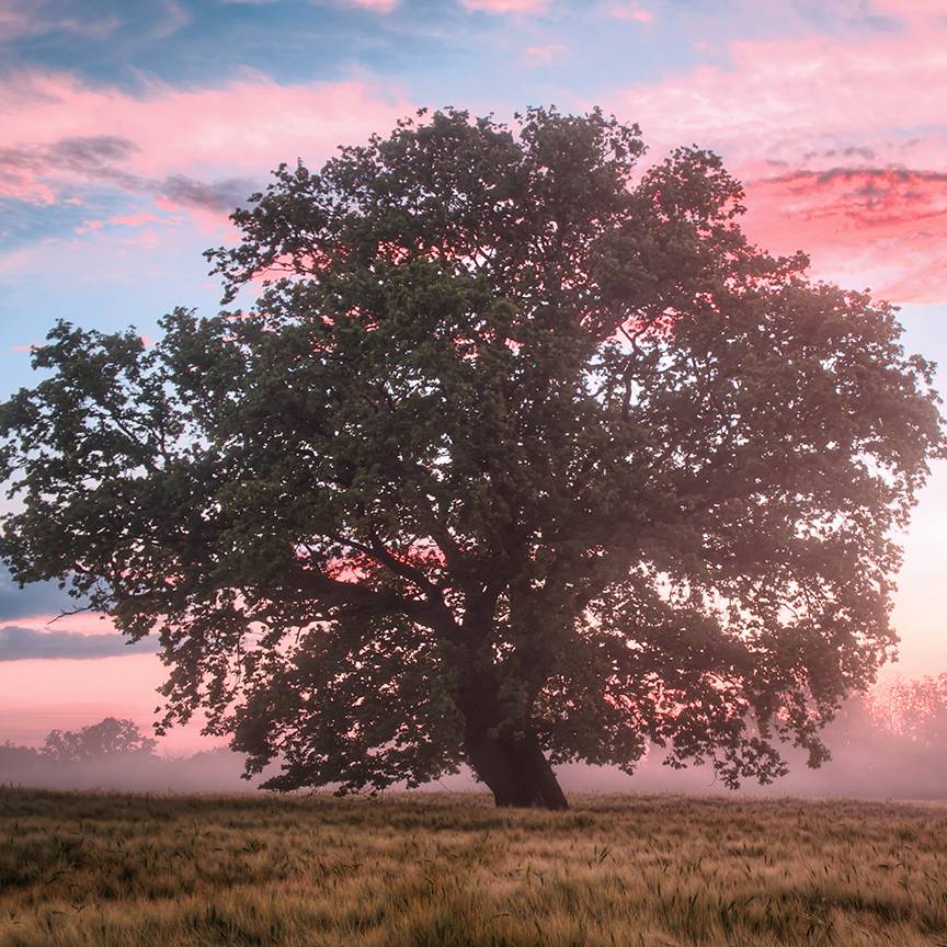 Иконка канала ТОПЛЕС