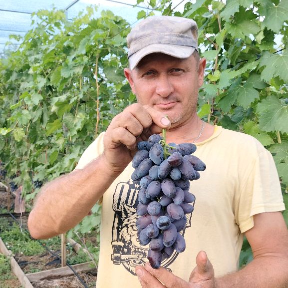 Иконка канала Виноград Сулименко-Игорь и Елена.