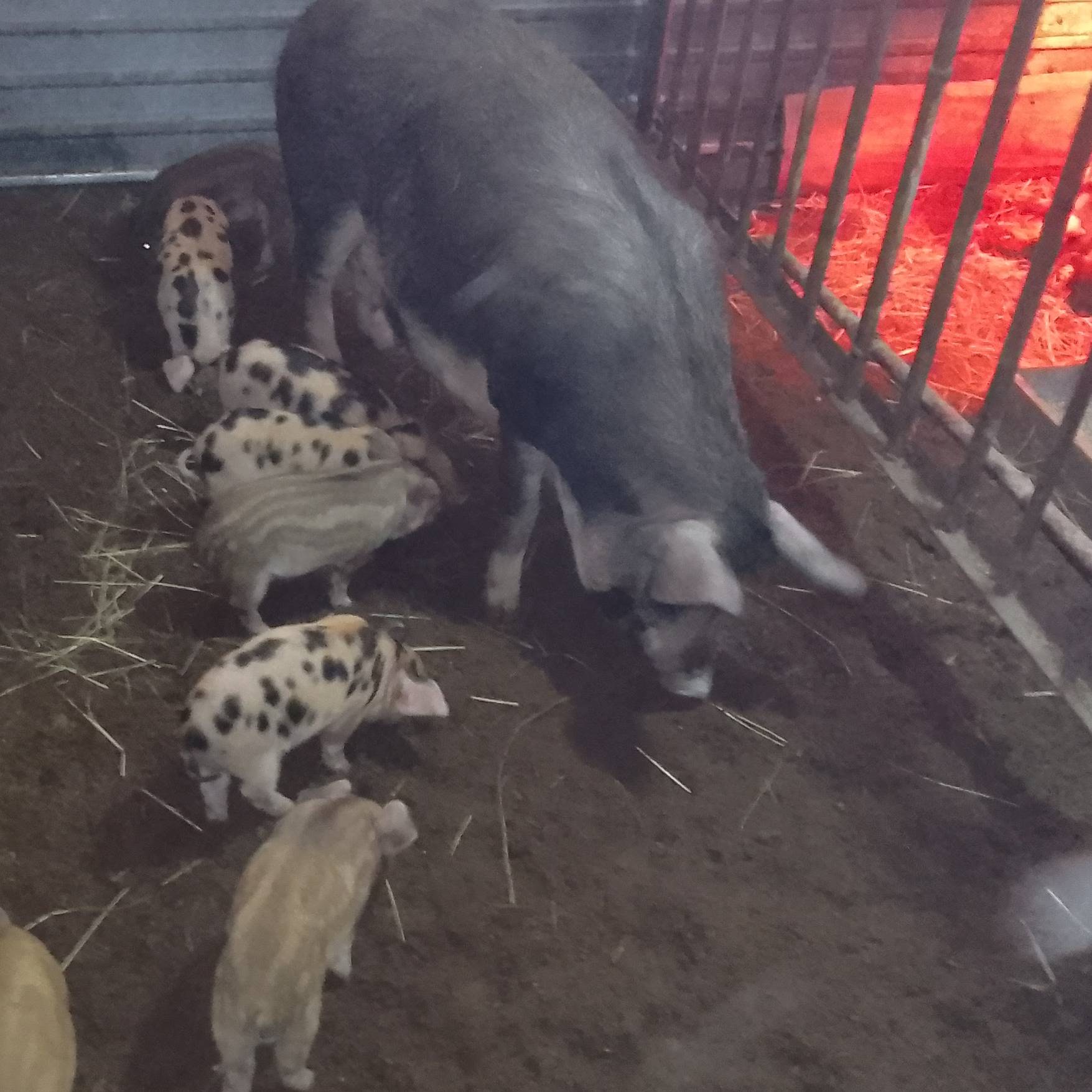 Иконка канала Наши Свинки