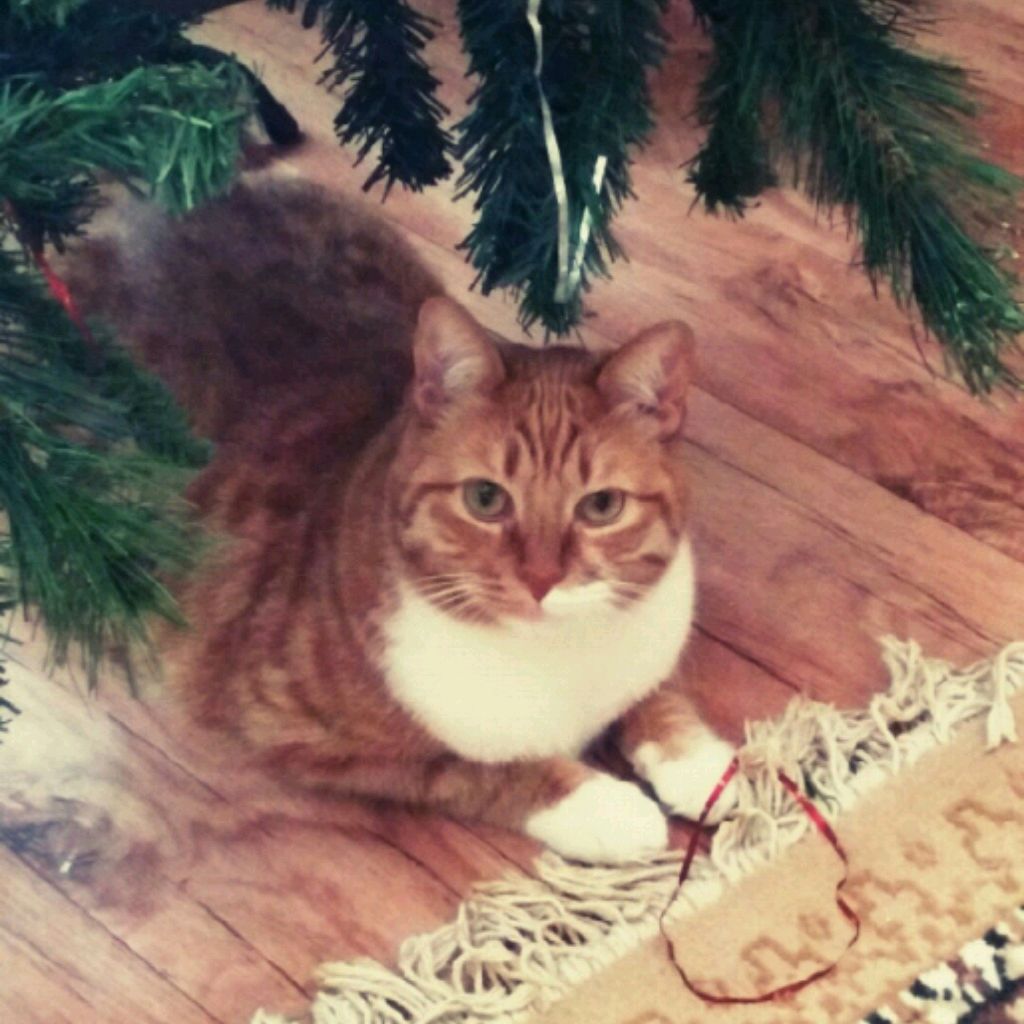 Иконка канала Кошка Алиса?