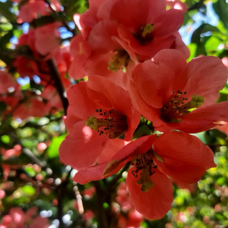 Иконка канала YanatG