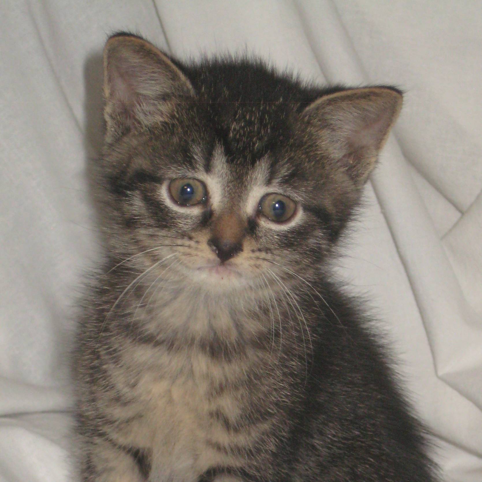 Иконка канала Семья кошачих